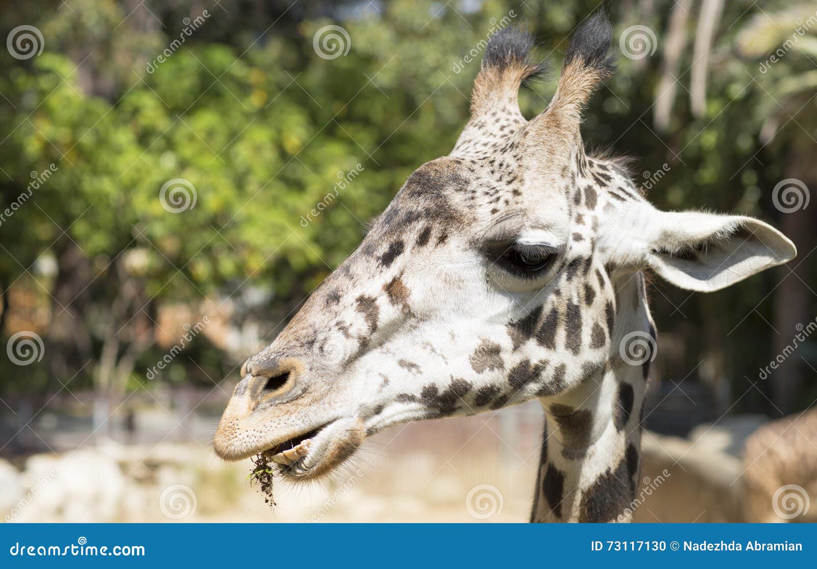 Portrait of a Giraffe Close Up. Stock Photo - Image of nostril, plant ...
