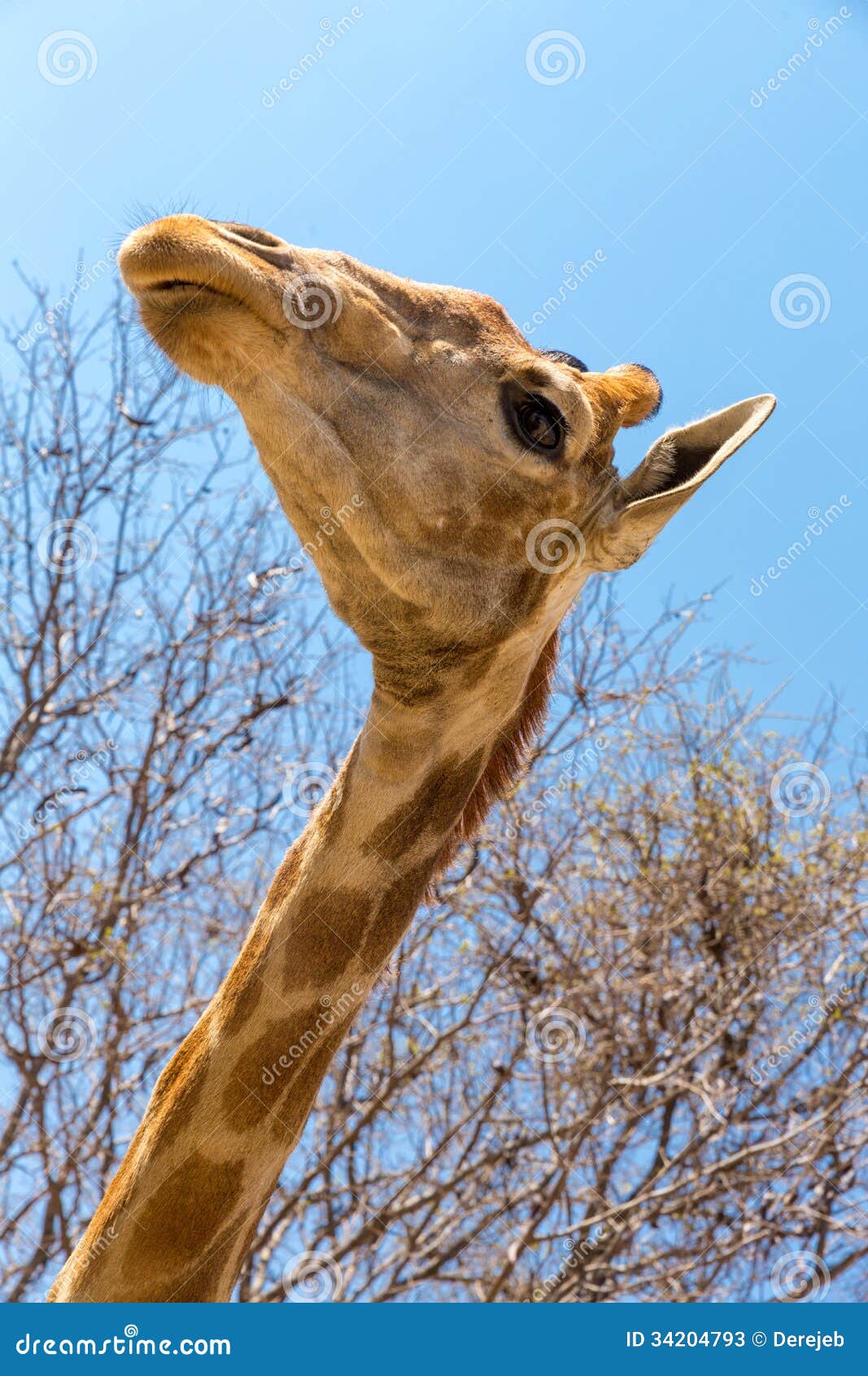Portrait of a giraffe stock image. Image of mammal, outdoor - 34204793