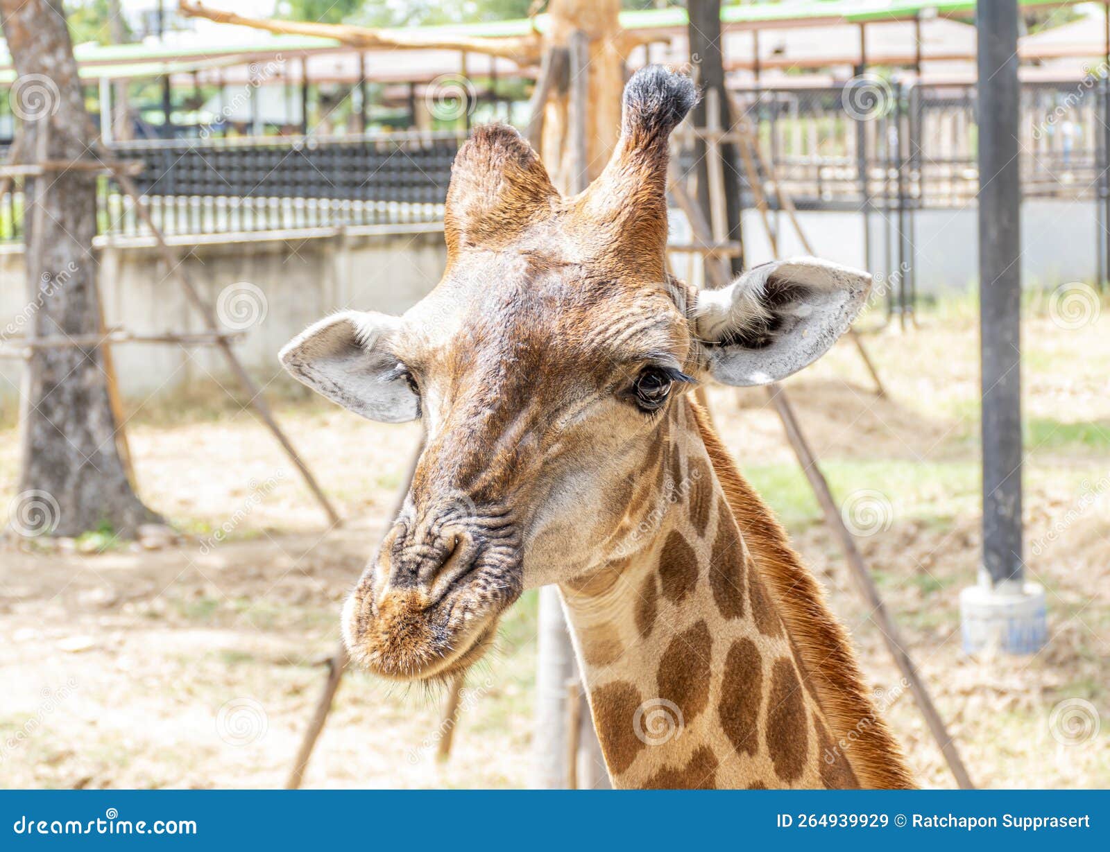 A Portrait Of A Giraffe Show Tongue And Blue Sky Background. Stock ...