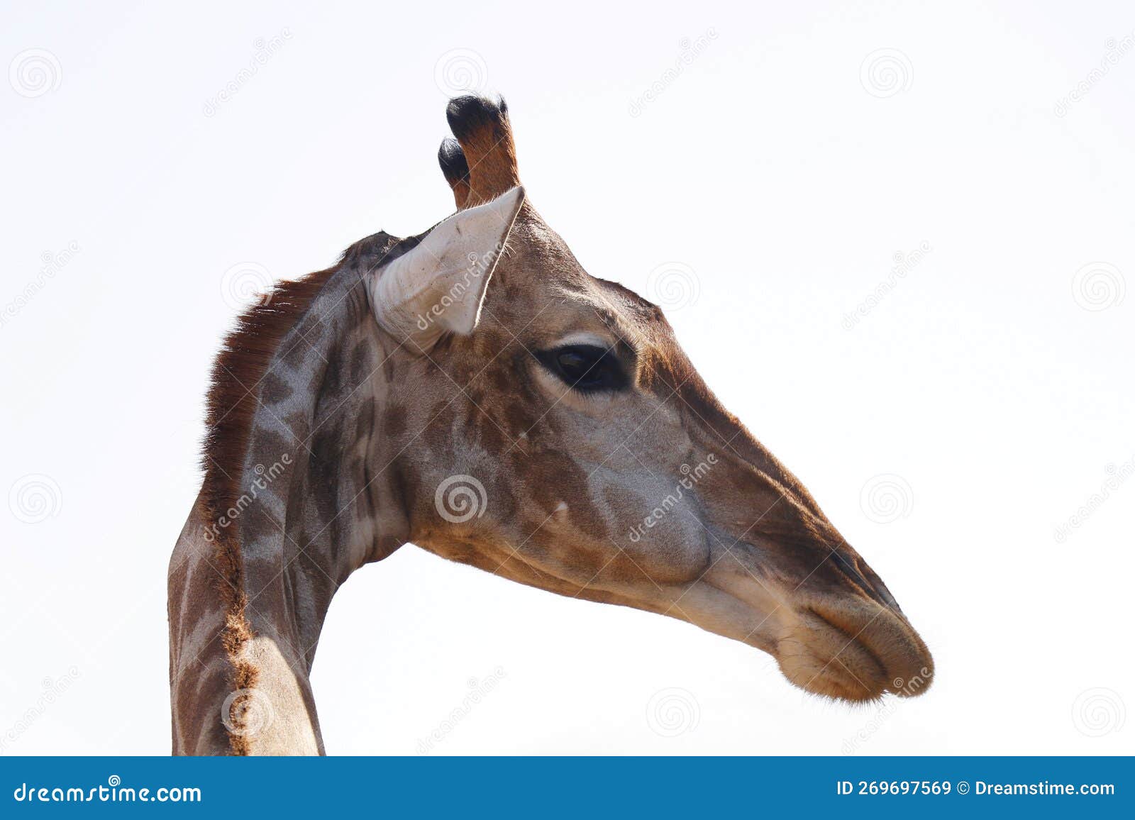 A Portrait Of A Giraffe Show Tongue And Blue Sky Background. Stock ...