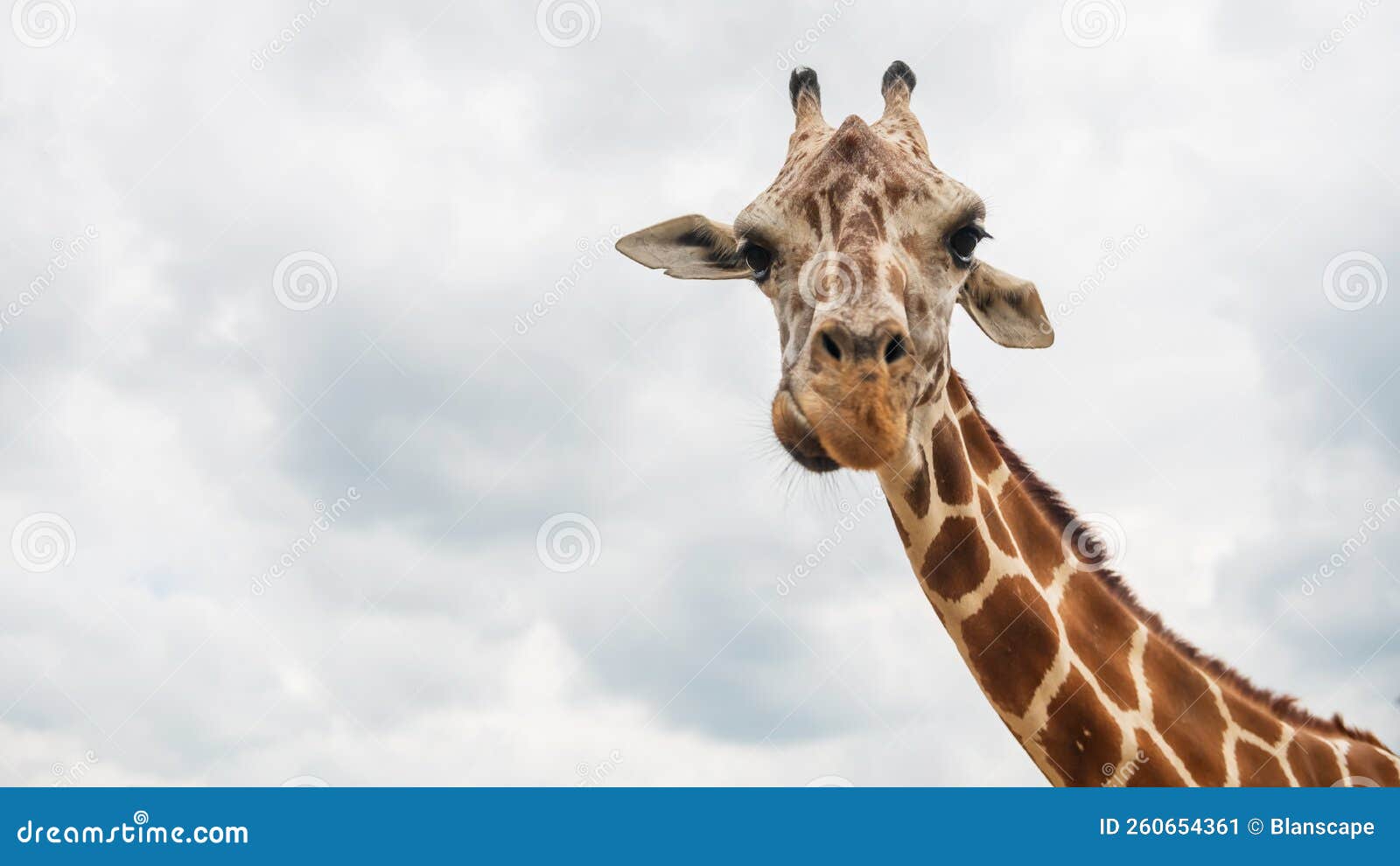 Portrait of Giraffe Looking at Camera Stock Image - Image of nature ...
