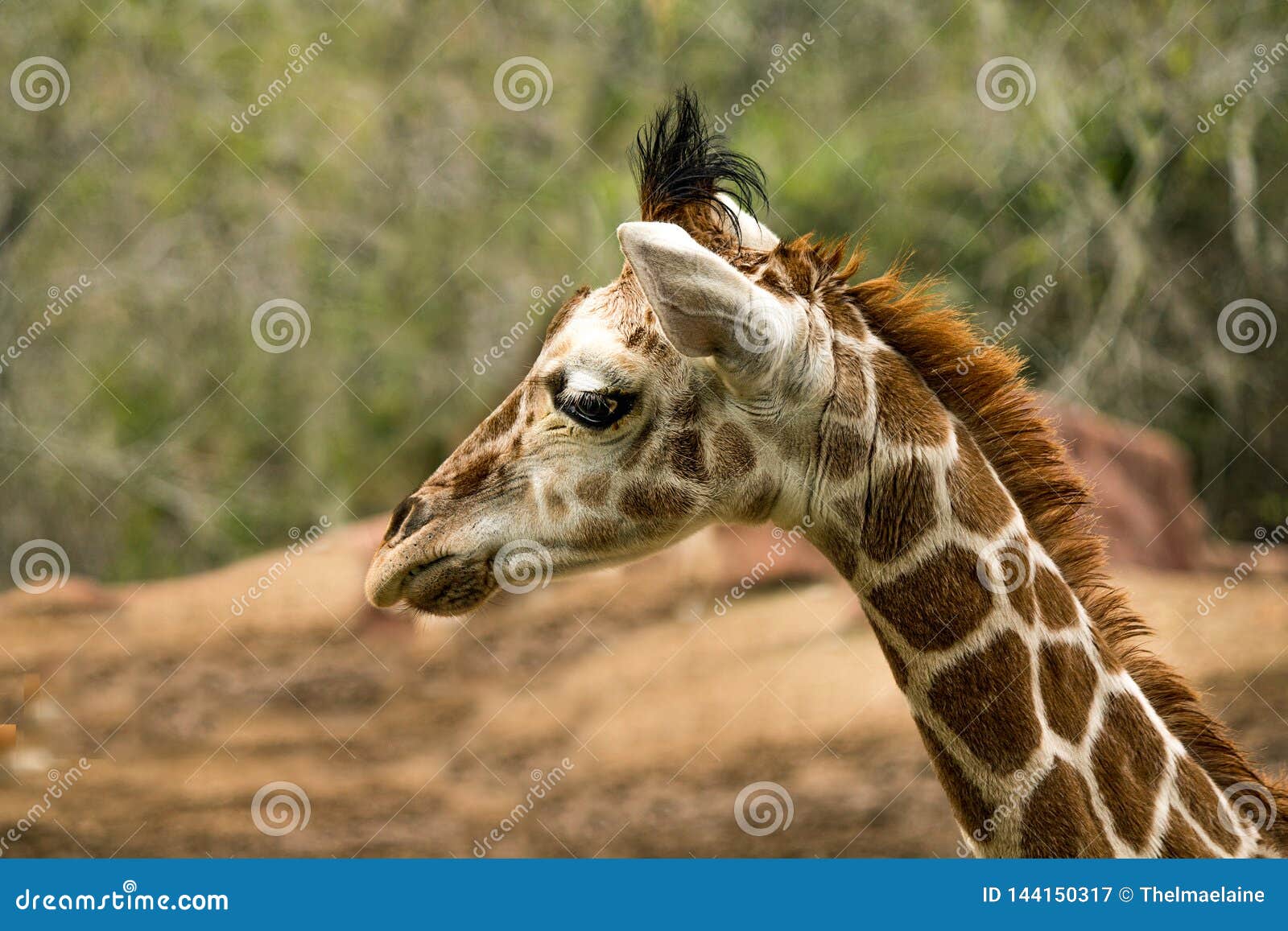 Portrait of a Giraffe in Profile at the Zoo Stock Image - Image of ...