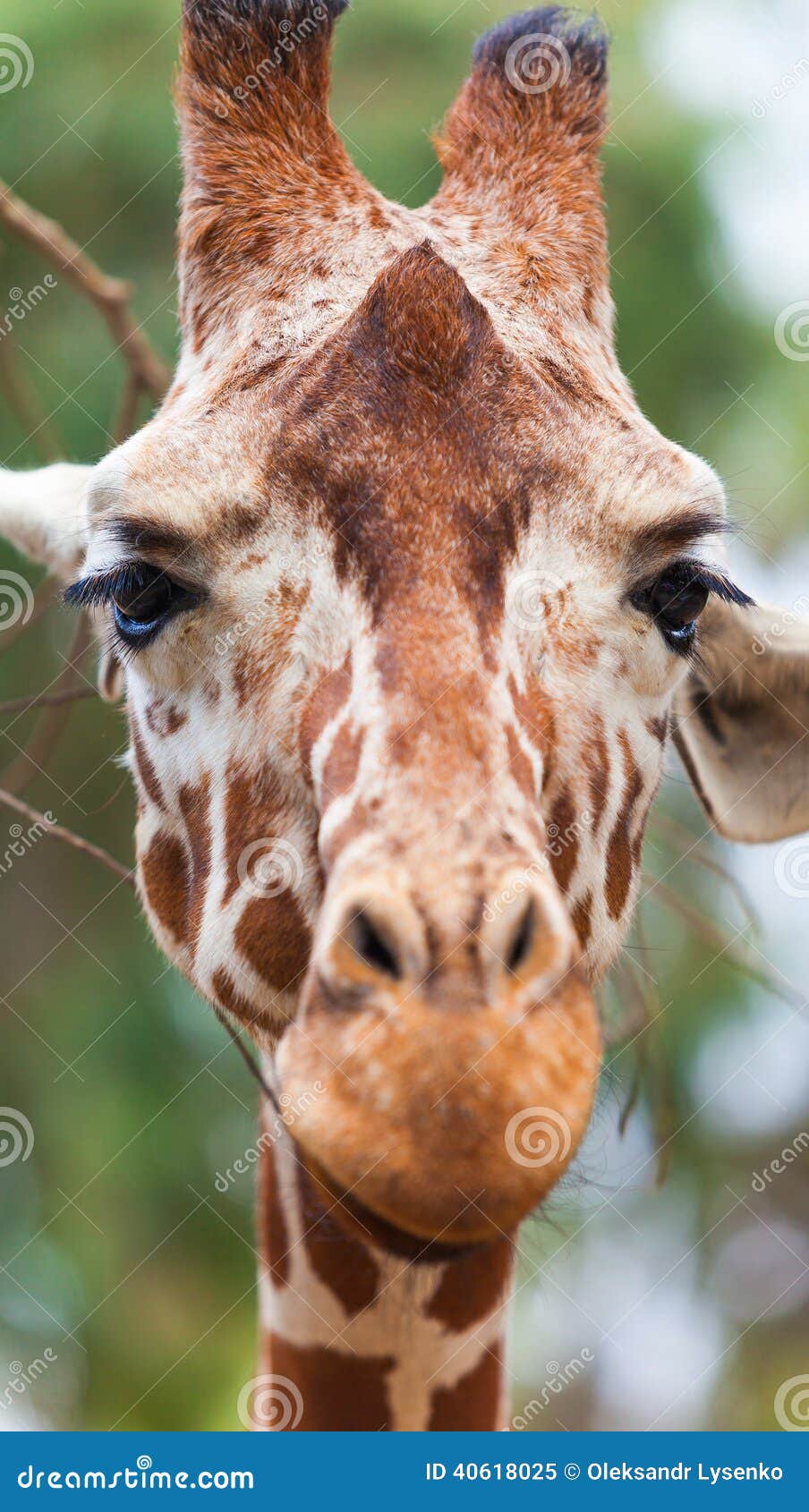 Portrait of a giraffe stock image. Image of spots, safari - 40618025