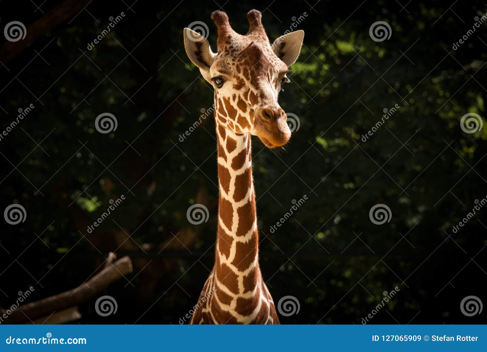 Portrait of a Giraffe in a Zoo Dark Background Stock Image - Image of ...