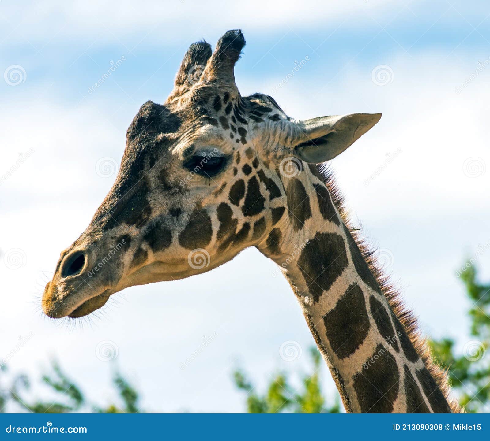 Portrait of a giraffe stock photo. Image of wild, wildlife - 213090308