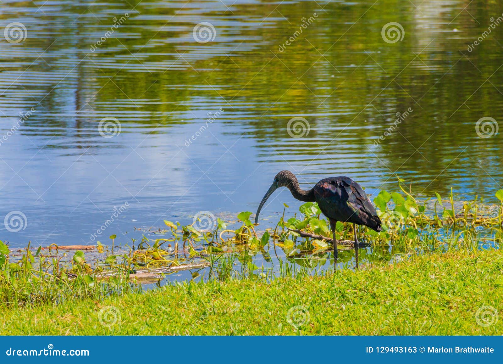 A Portrait of a Glossy Ibis Stock Image - Image of bronze, waterbird ...