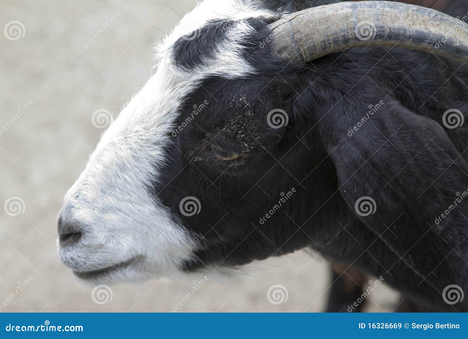 Portrait of goat stock image. Image of profile, details - 16326669
