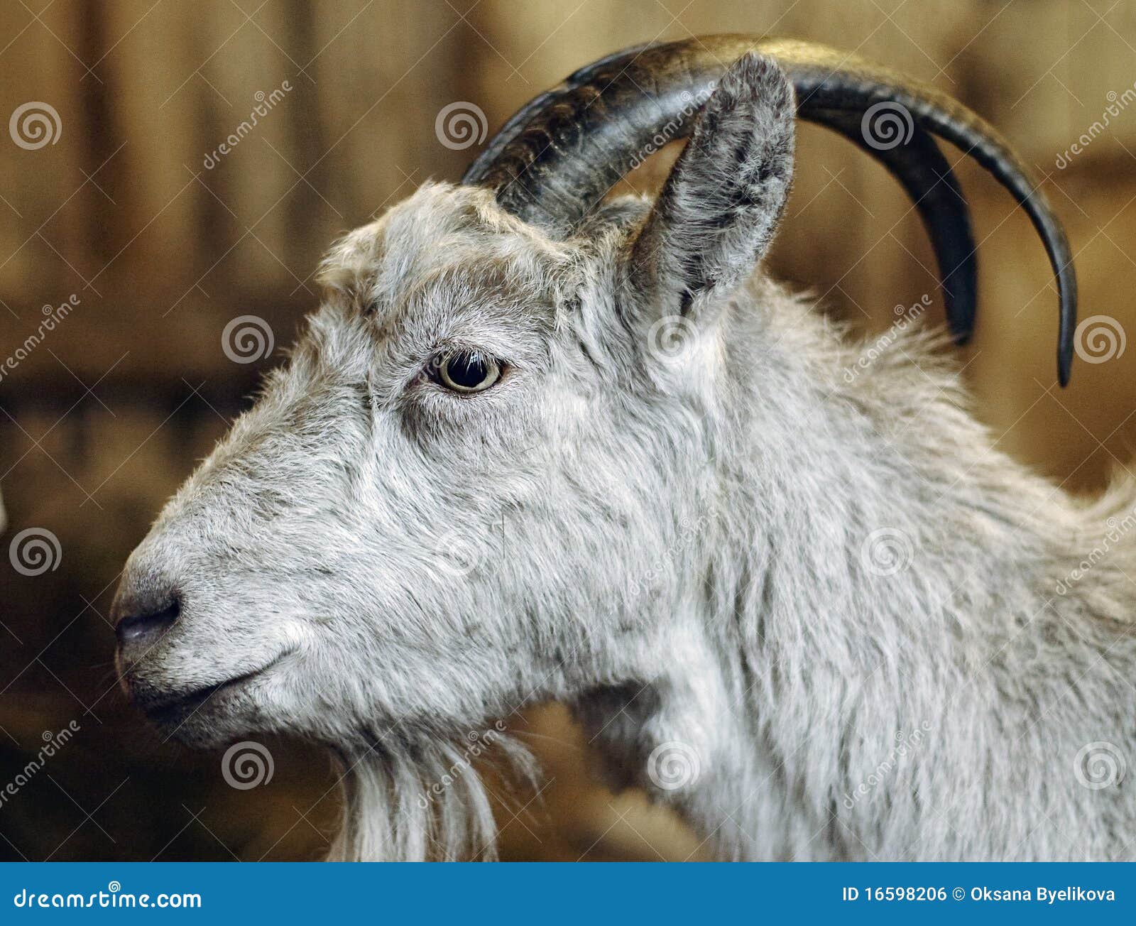 Portrait goat stock photo. Image of field, grazing, farm - 16598206