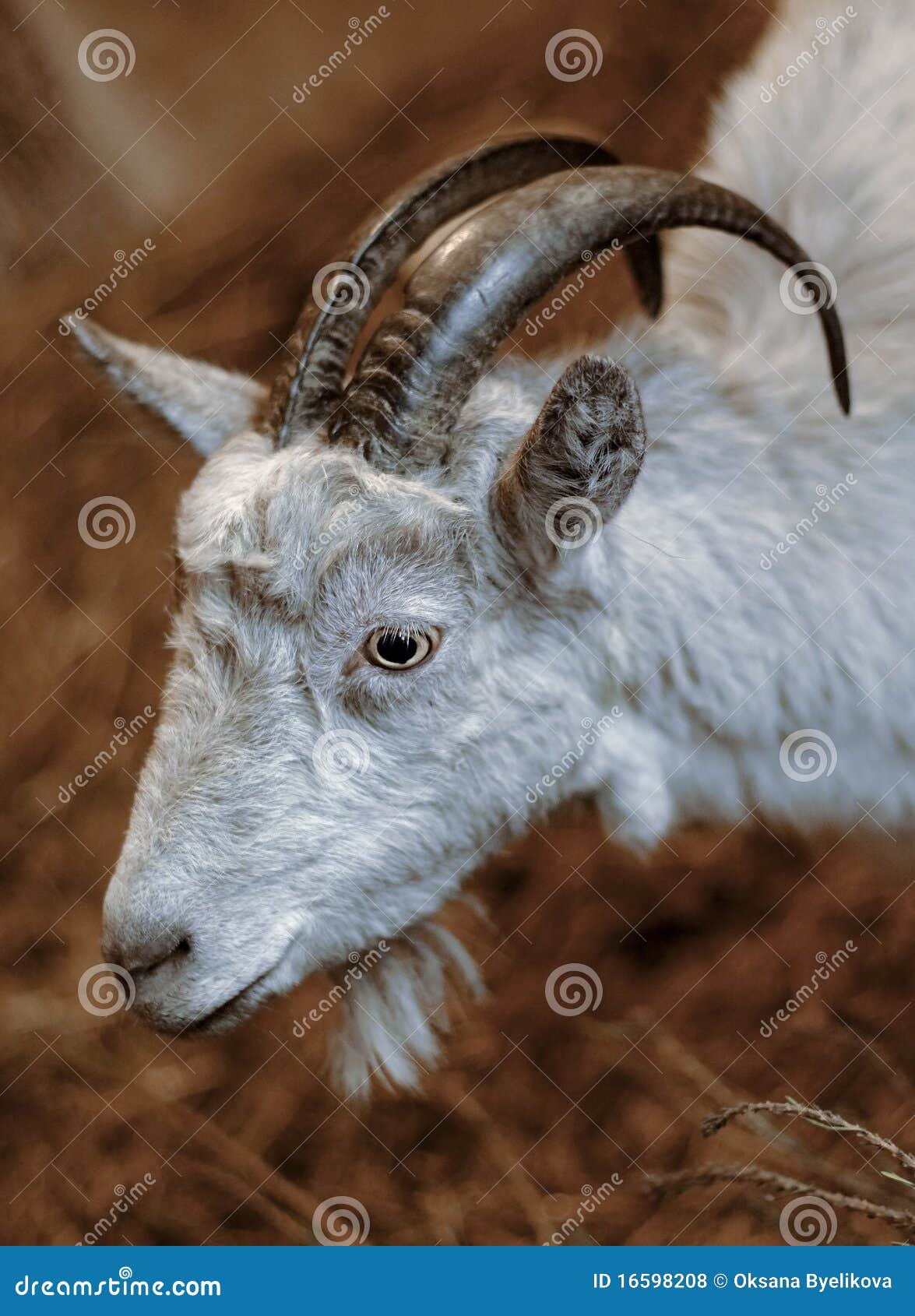 Portrait Of Goat In A Field Royalty-Free Stock Photography ...