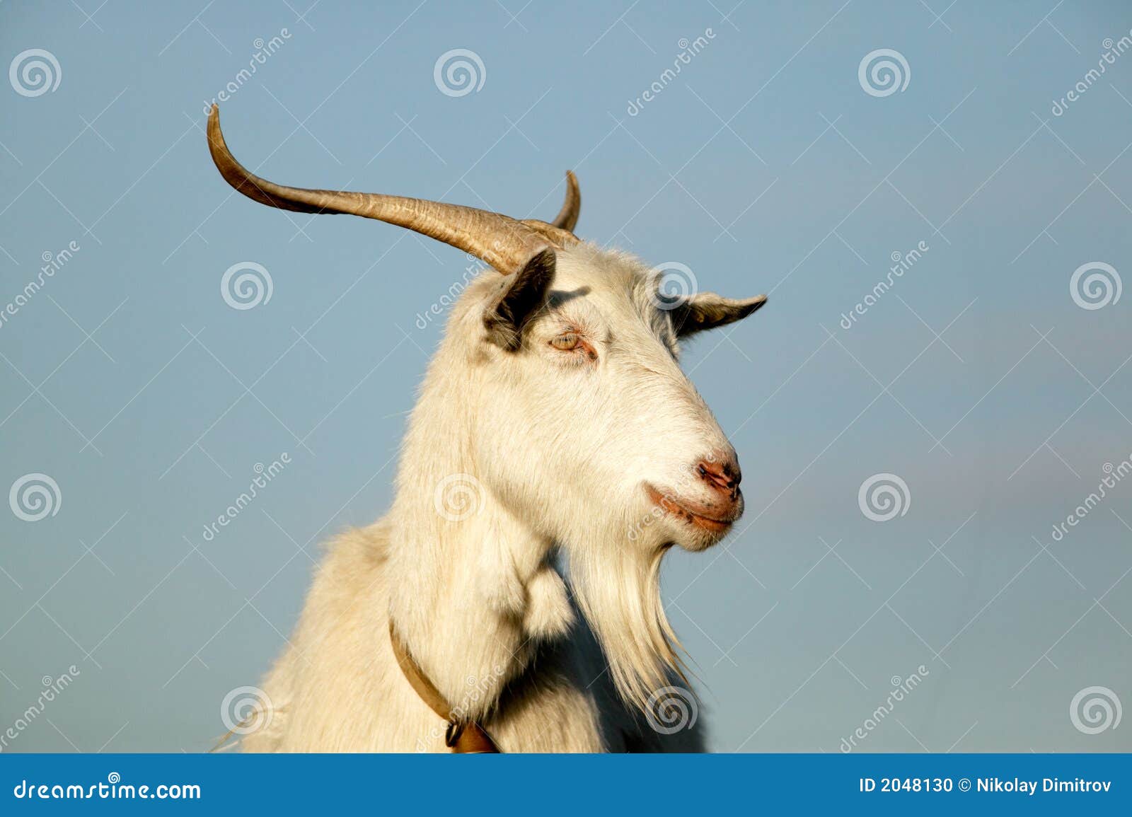 Portrait of a goat stock photo. Image of sunset, animal - 2048130