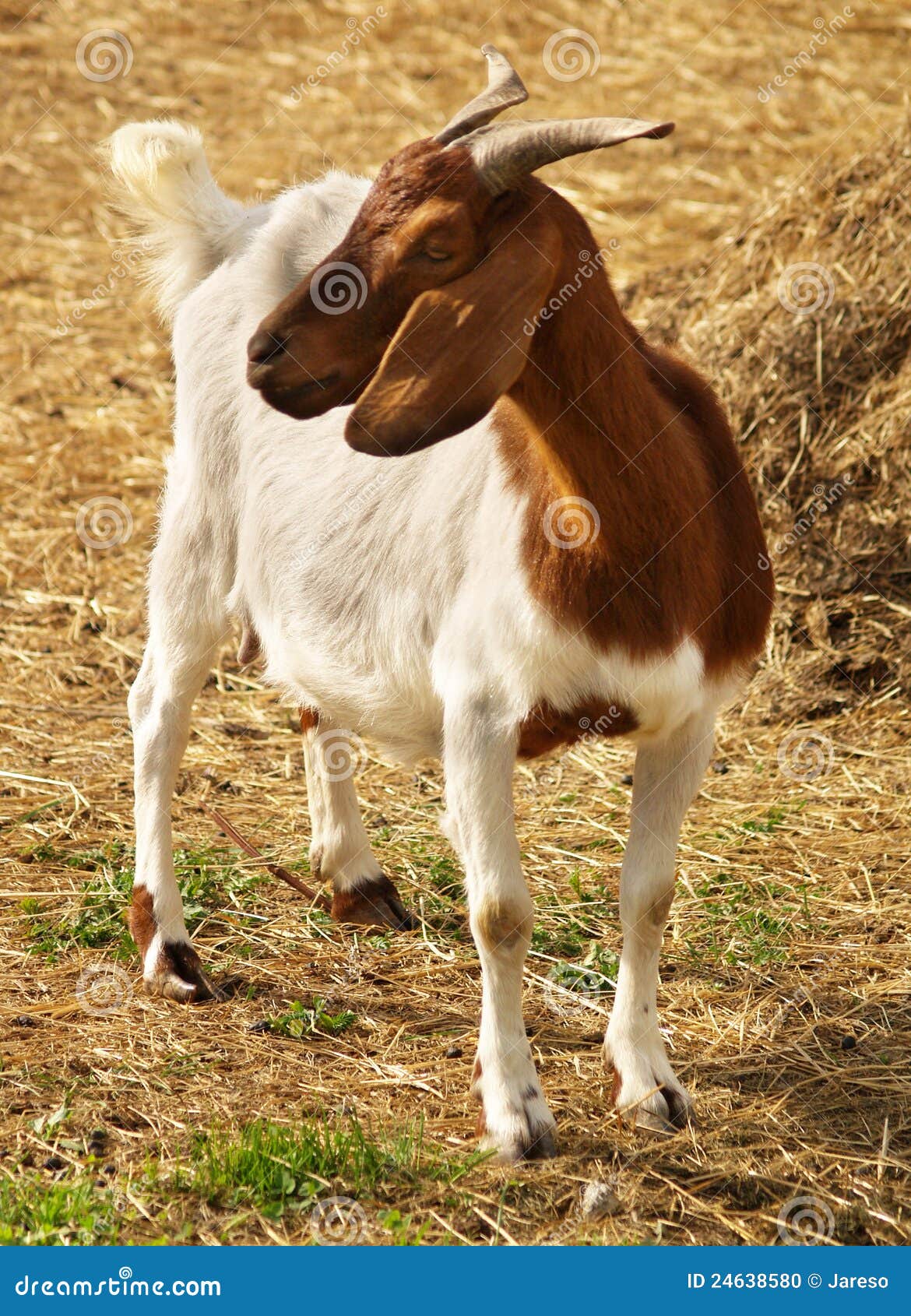 Portrait of goat stock photo. Image of single, animal - 24638580