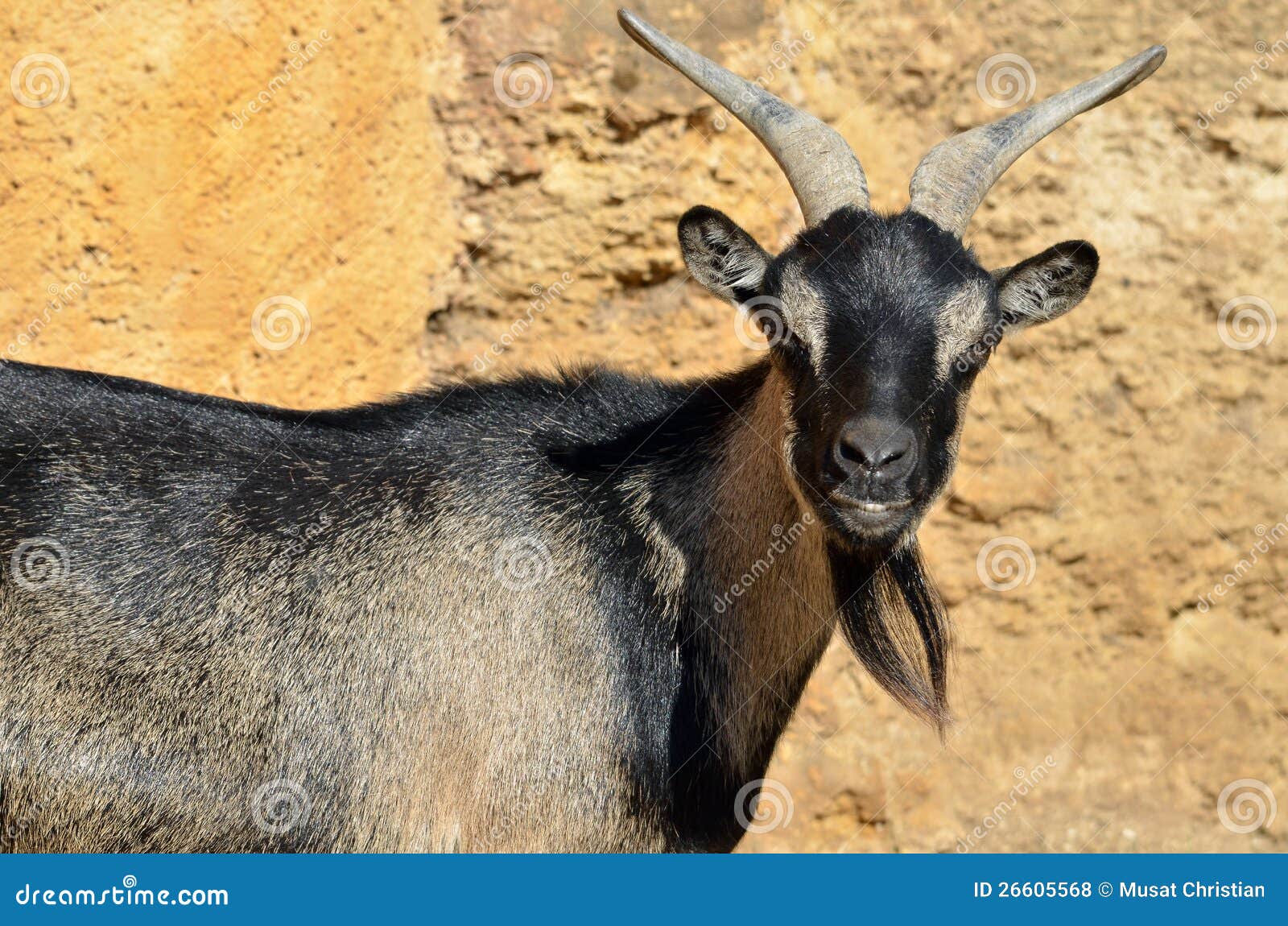 Portrait of goat stock photo. Image of caprinae, goatee - 26605568
