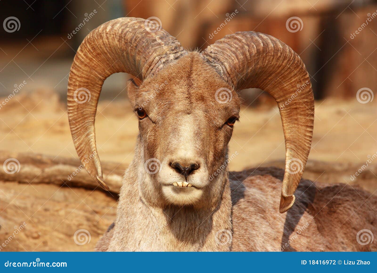 The Portrait of a Goat with Big Horns Stock Photo - Image of knees ...