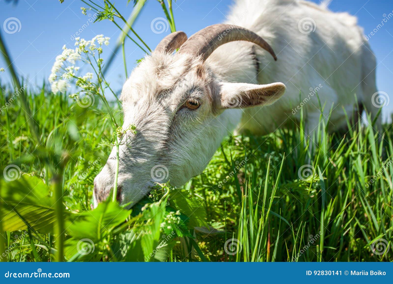 Portrait of a goat chewing stock image. Image of cute - 92830141