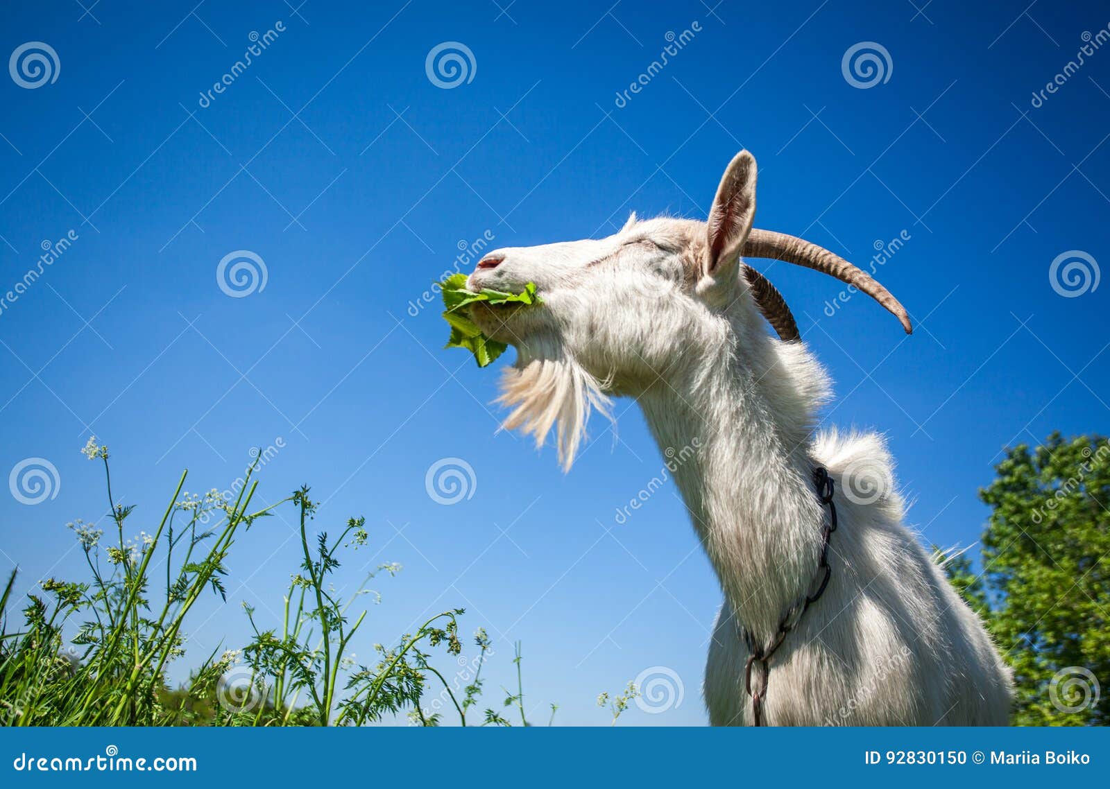 Portrait of a goat chewing stock photo. Image of chew - 92830150