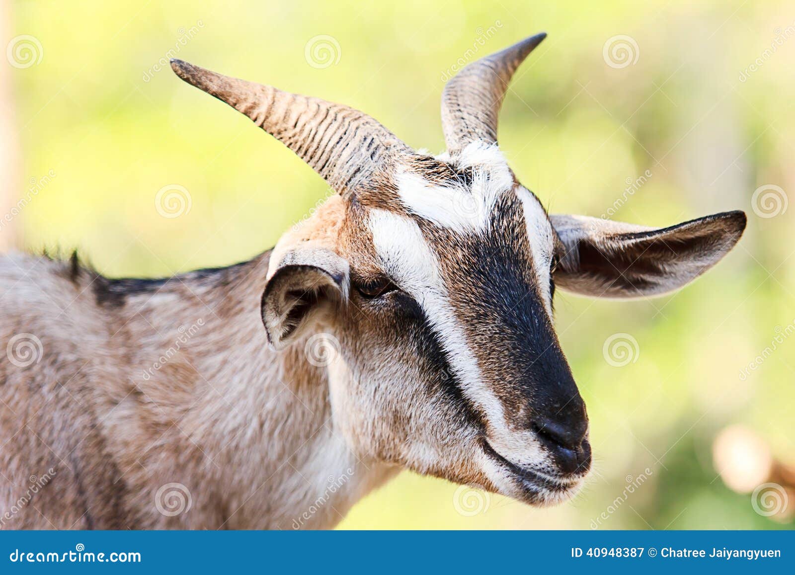 Portrait of a goat stock image. Image of farming, milk - 40948387
