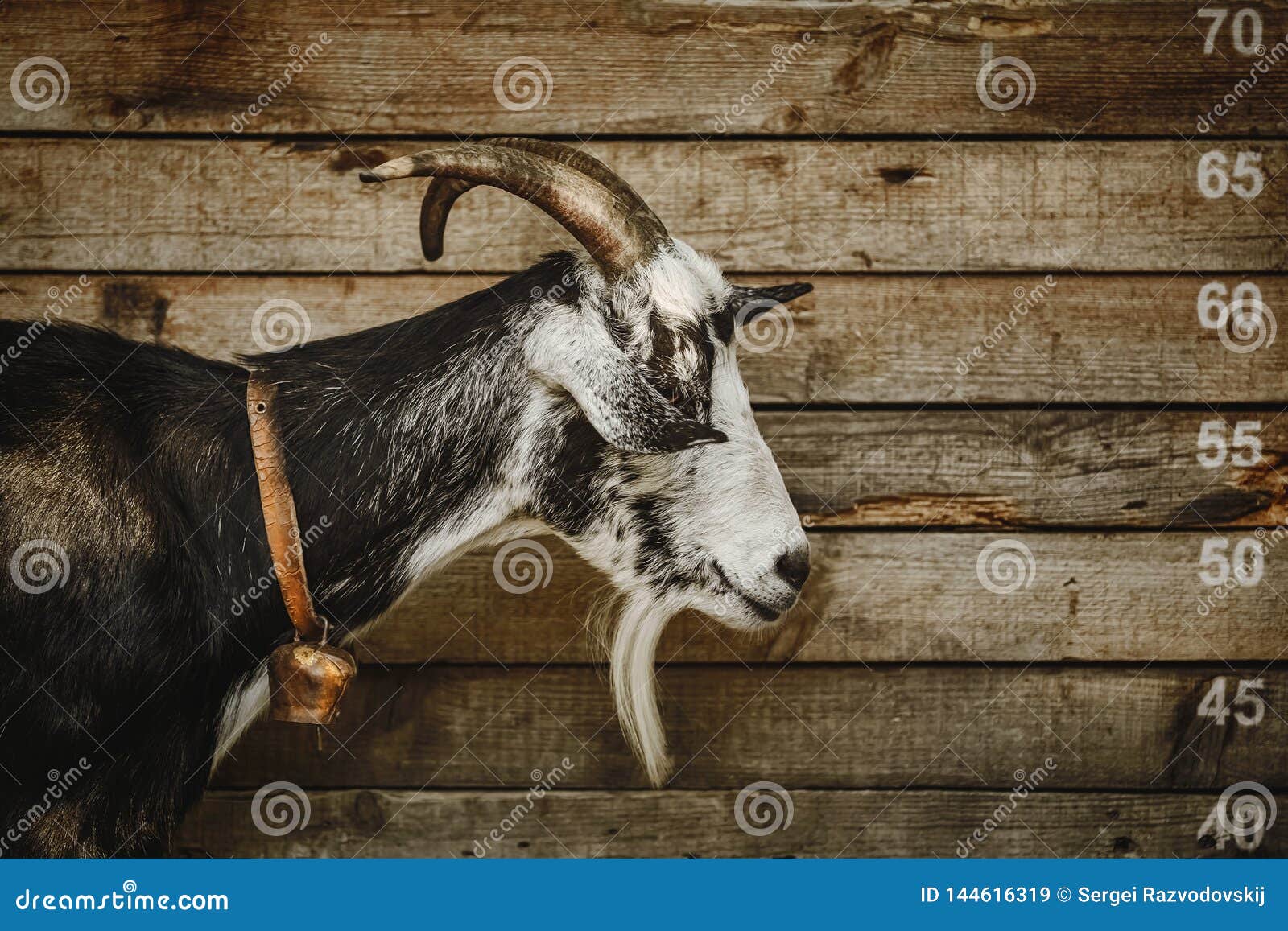 Portrait of Goat stock image. Image of mammal, ruminant - 144616319