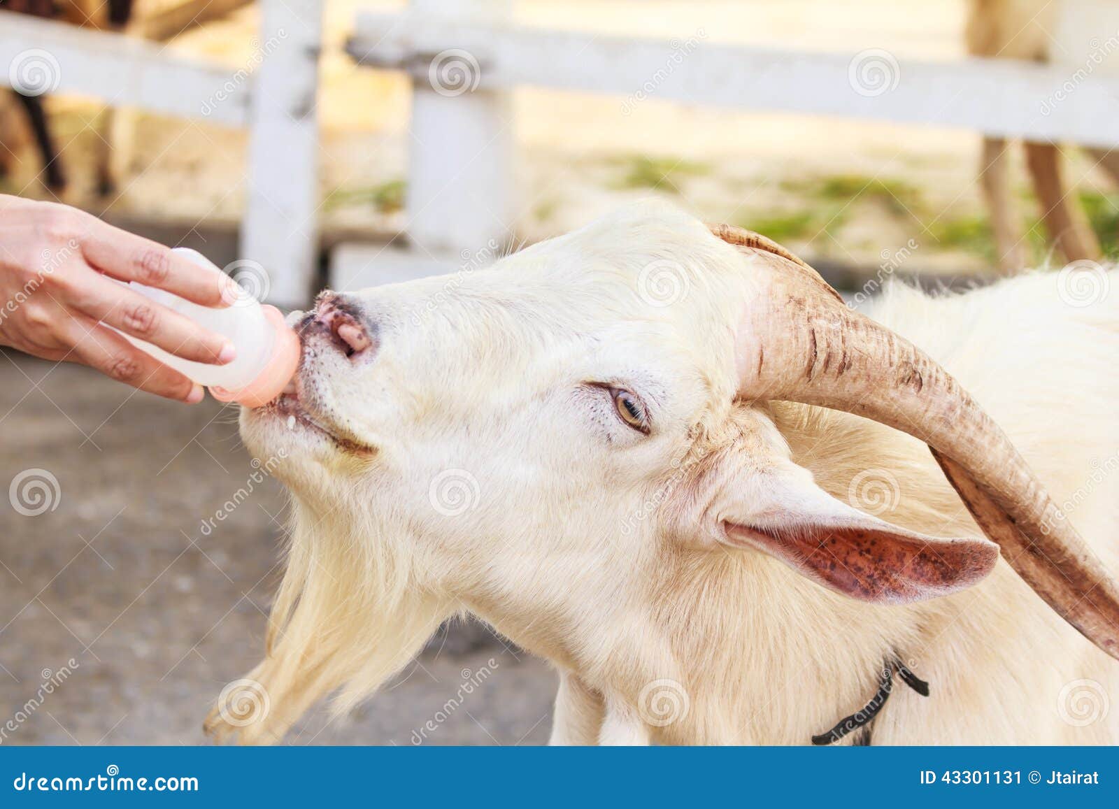 Portrait goat eating. stock image. Image of white, beard - 43301131