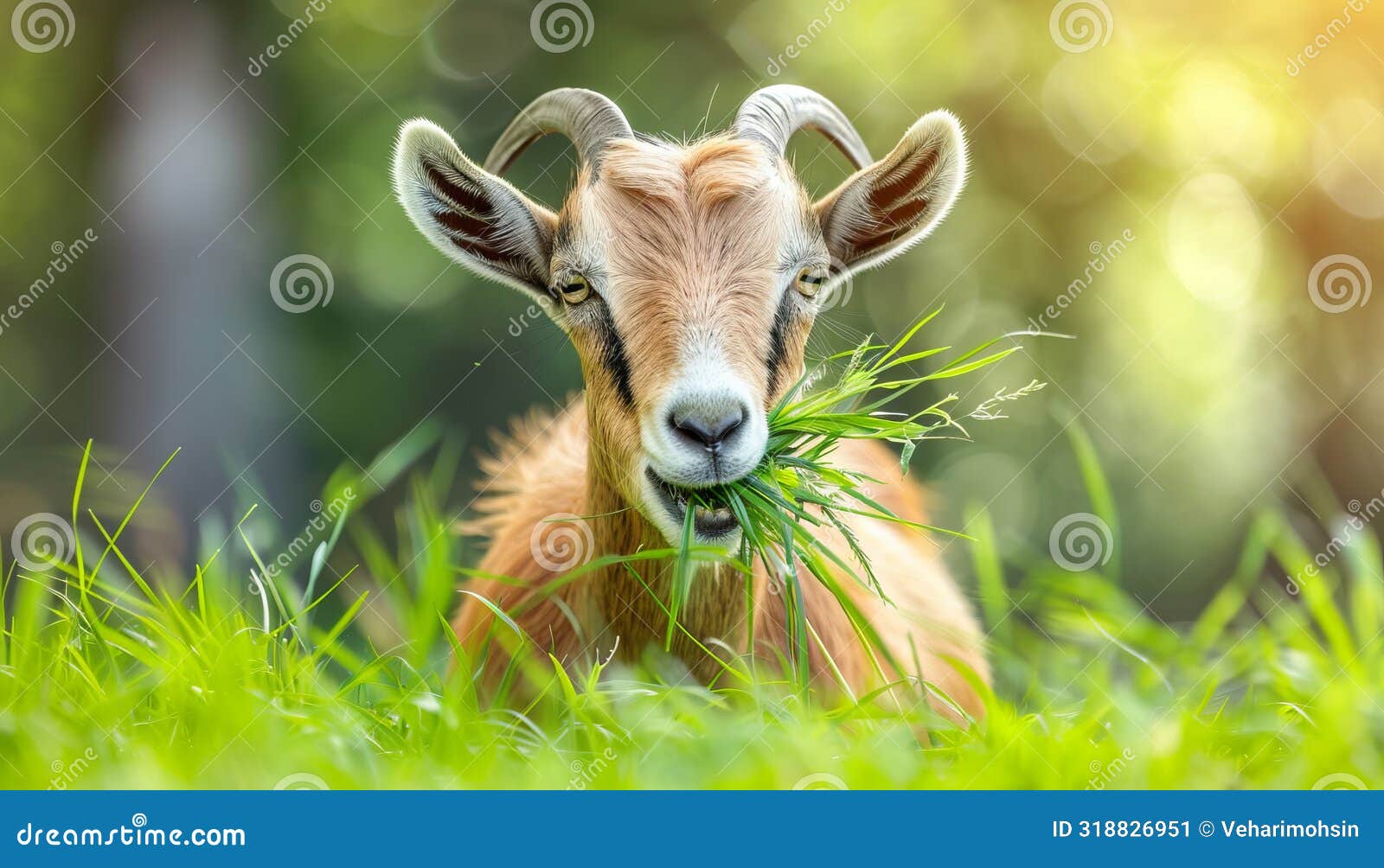 Portrait of a Goat Eating a Grass on a Green Meadow Stock Illustration ...