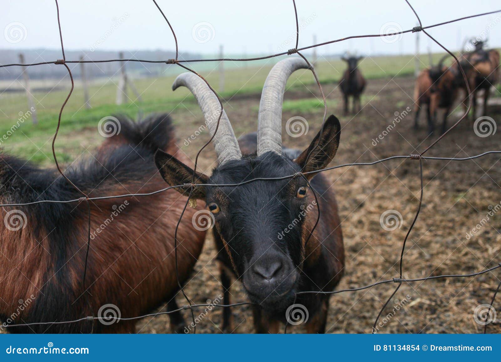 Portrait of the goat stock photo. Image of animal, farm - 81134854