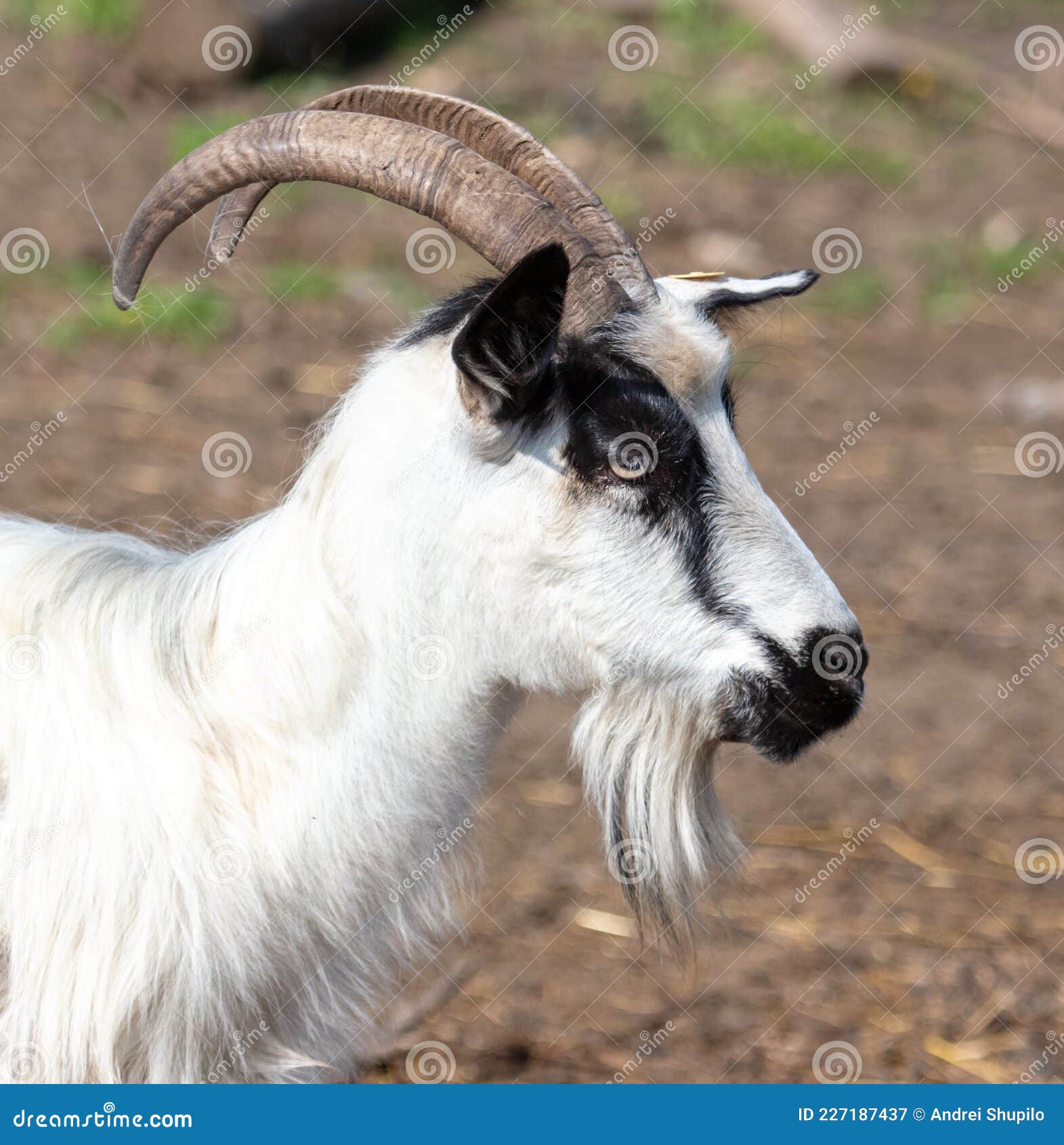 Portrait of a Goat on the Farm. Stock Image - Image of field, nature ...