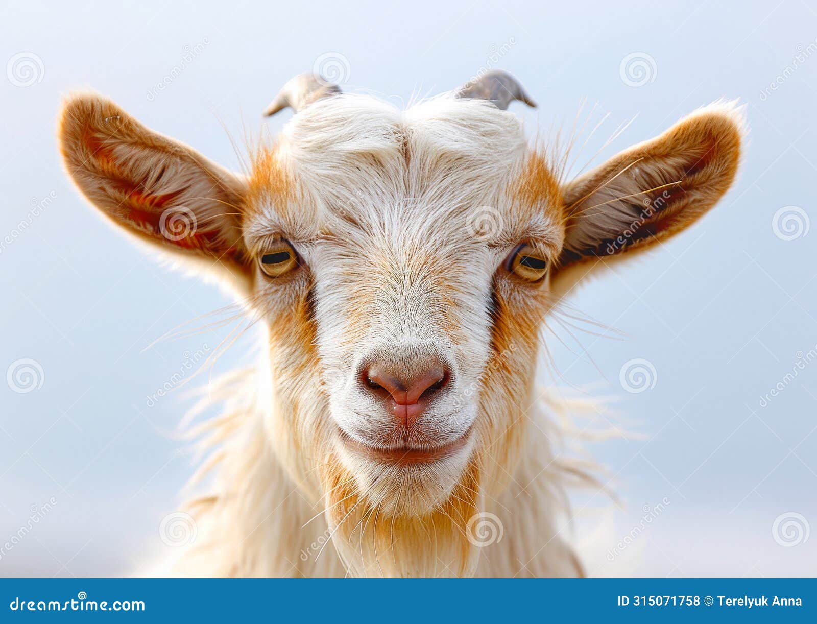 Portrait of Goat with Funny Face. Stock Photo - Image of mammal ...
