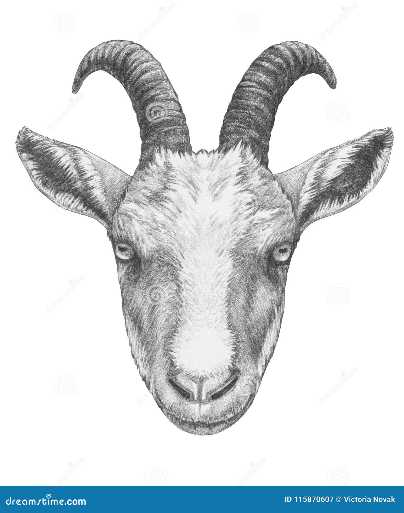 Realistic Goat Drawing