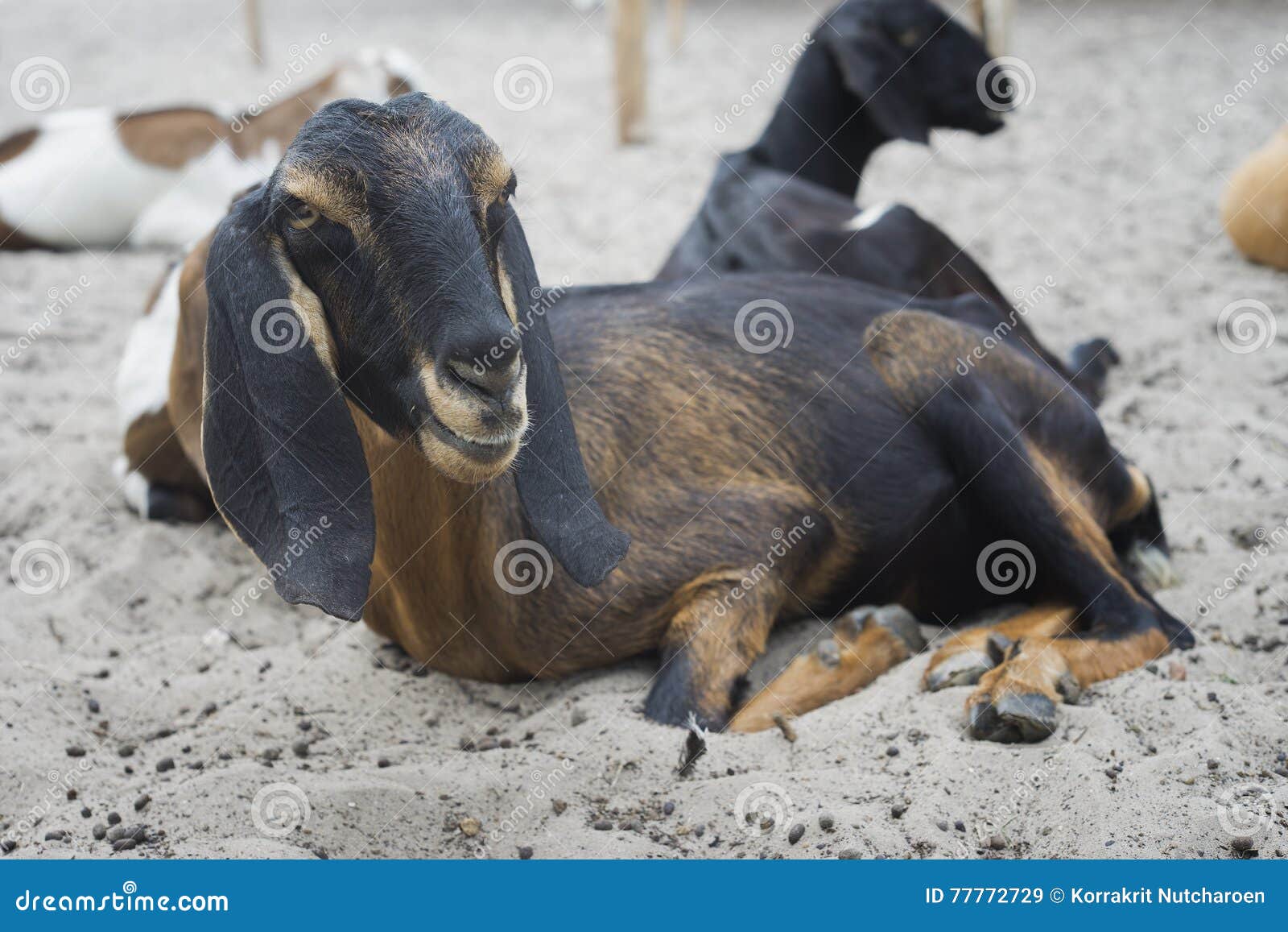 Portrait of Goat Laying on a Ground Field ,selective Focus. Stock Image ...