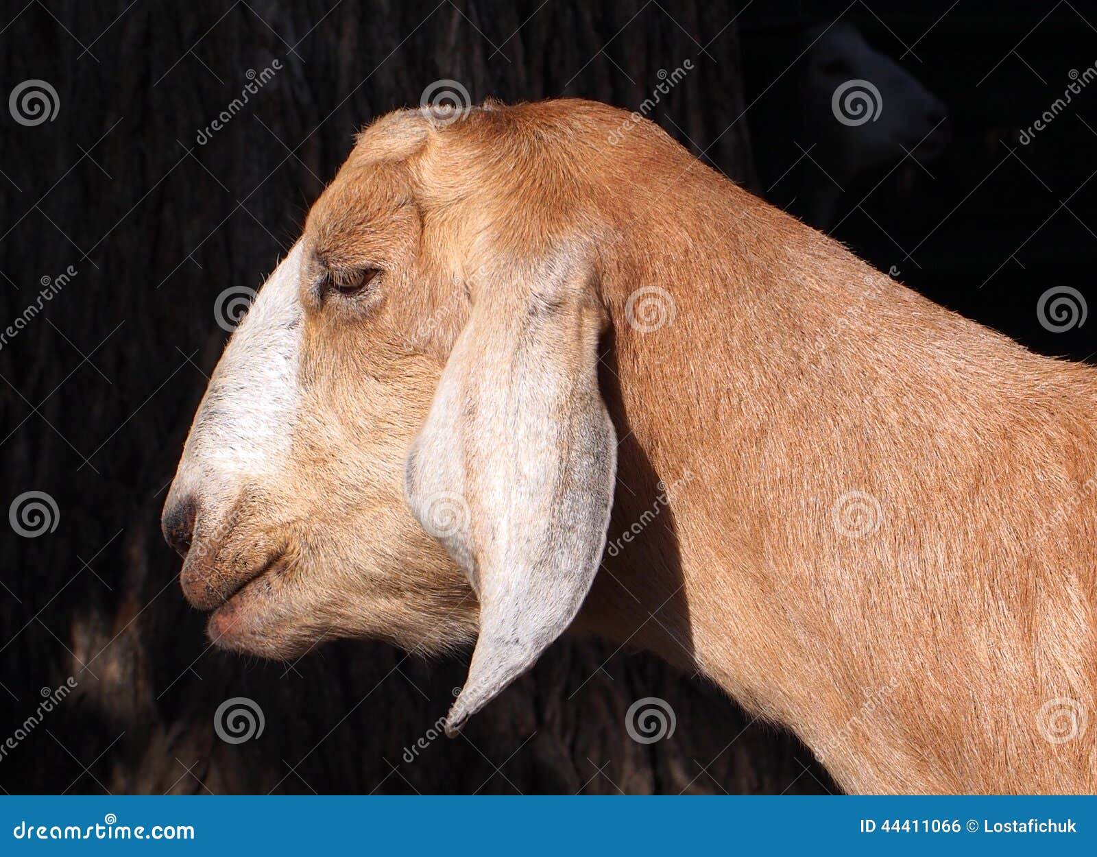 Portrait of a Goat stock photo. Image of cheese, farm - 44411066