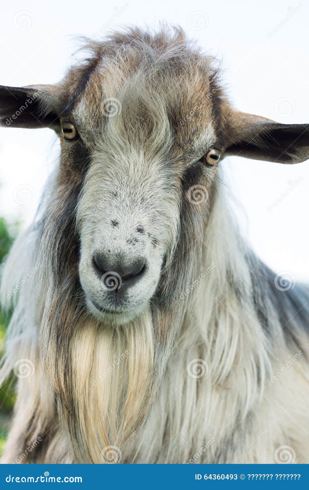 Portrait of a goat stock image. Image of horned, mammal - 64360493