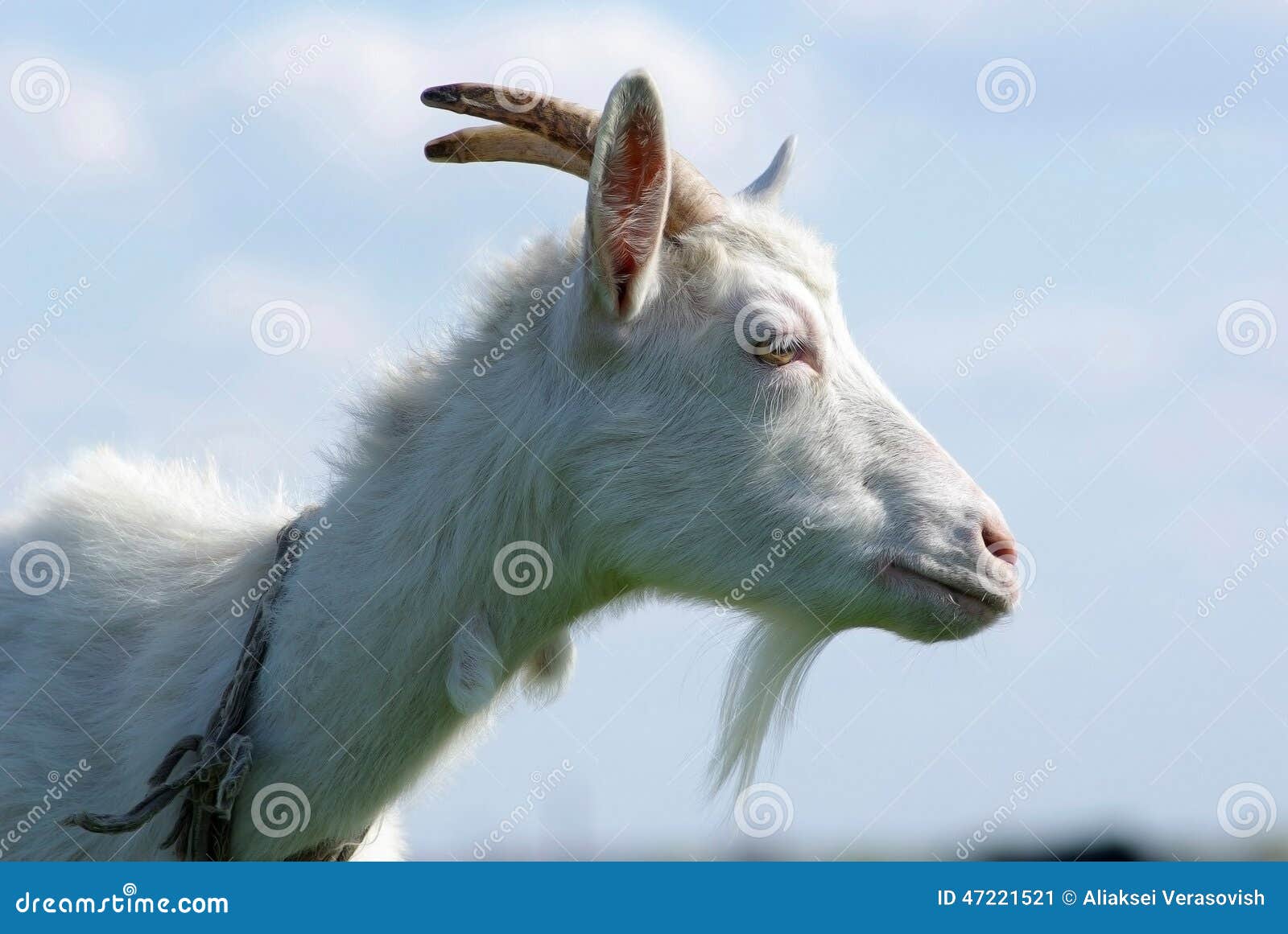 Portrait of a Goat in the Profile Stock Image - Image of innocence ...