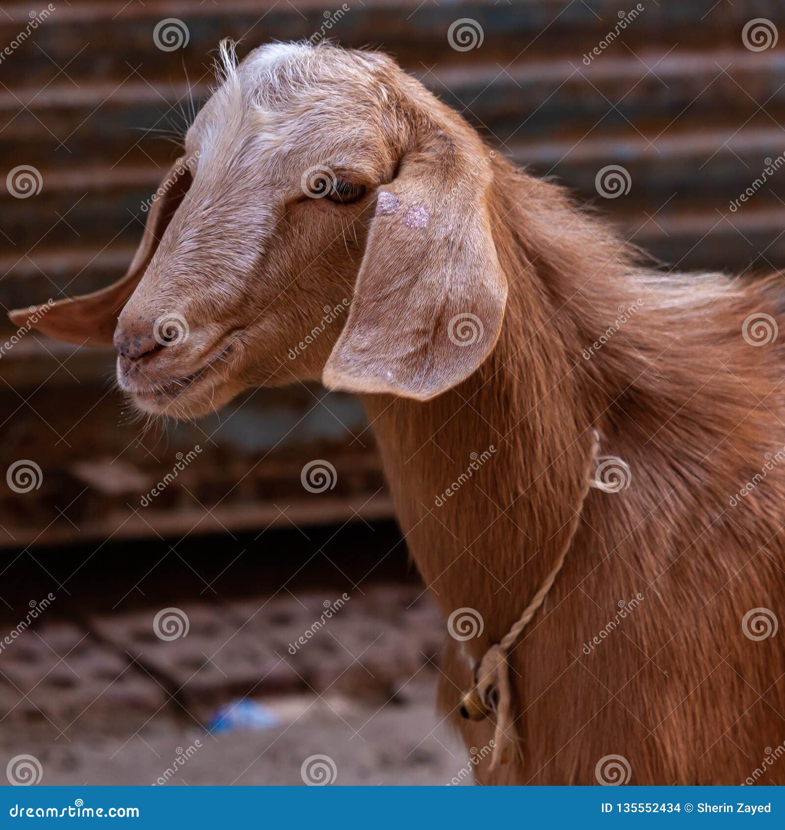 Portrait of a goat stock photo. Image of horse, farm - 135552434