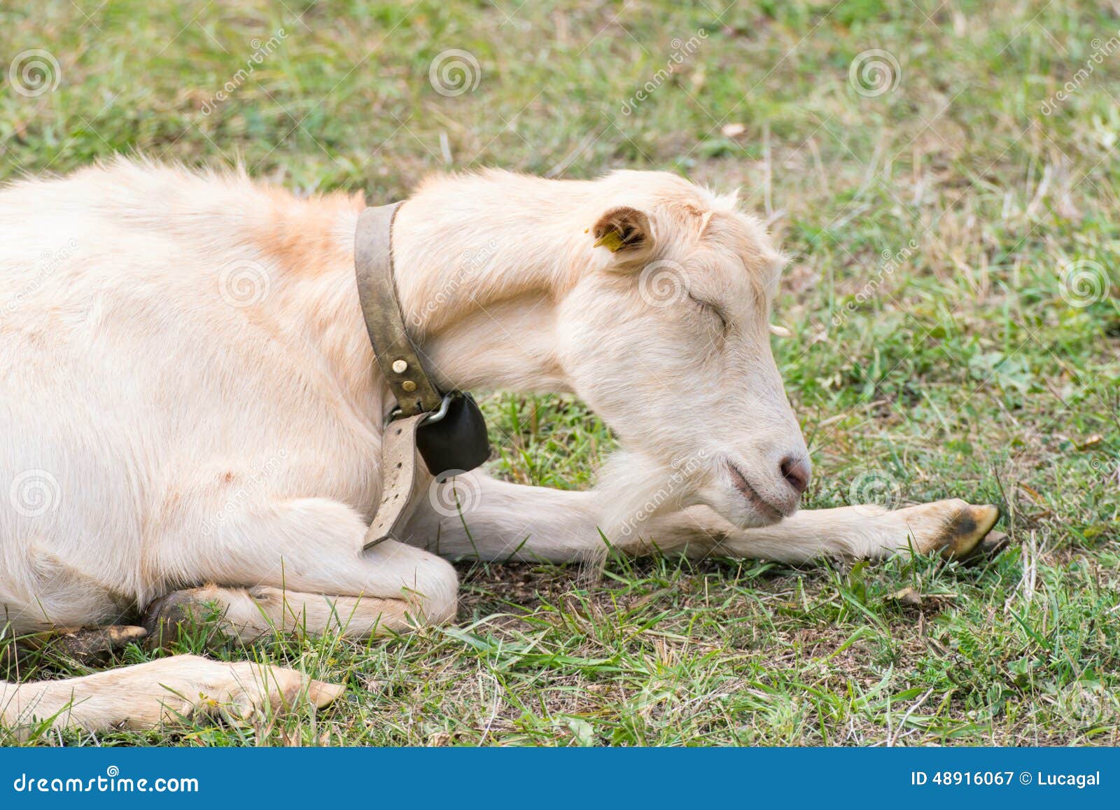 Portrait of a Goat Sleeping on the Grass Stock Image - Image of hair ...