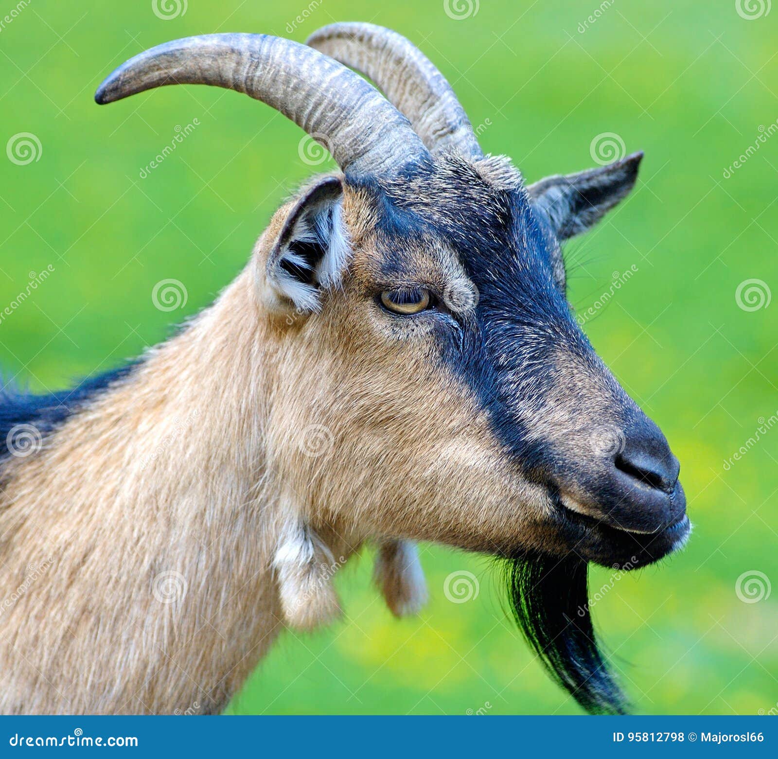 Portrait of a goat stock photo. Image of standing, vertebrate - 95812798