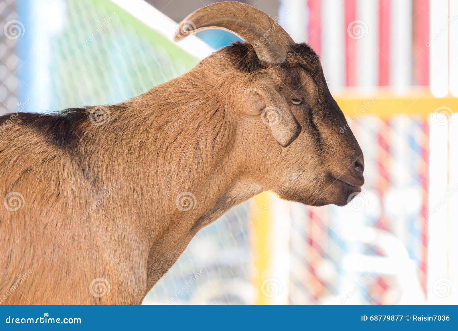 Portrait Goat with Warm Tone. Stock Image - Image of goats, animal ... Portrait Goat with Warm Tone. Stock Image - Image of goats, animal ...