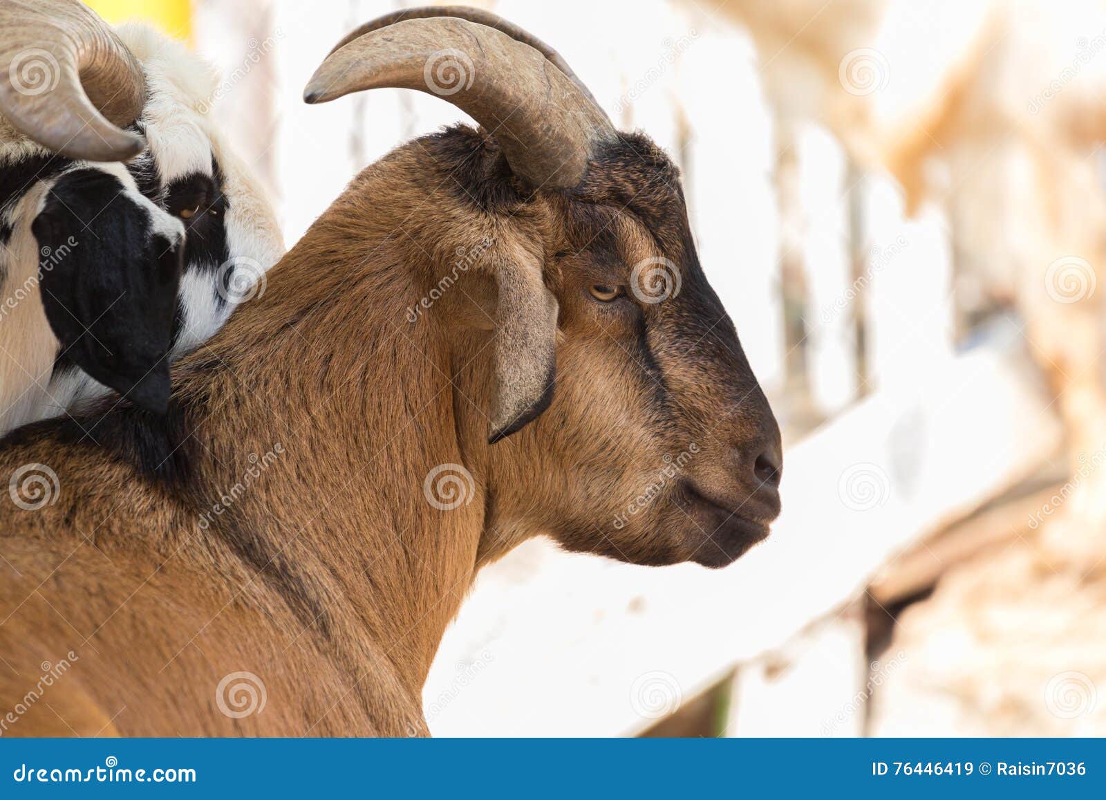 Portrait Of A Goat In Glasses Showing Tongue Stock Photography ...