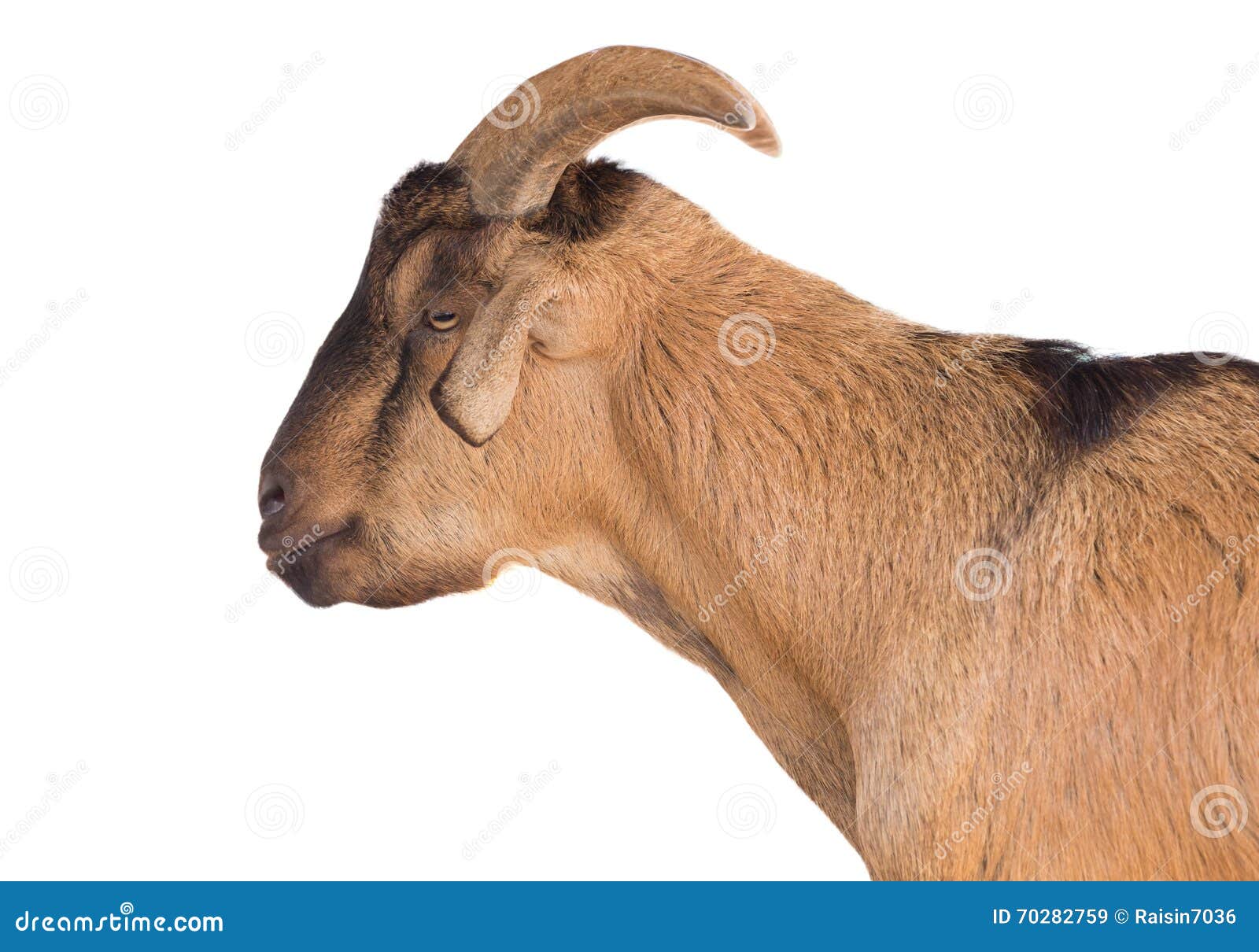 Portrait Of A Goat Behind The Fence Stock Photo | CartoonDealer.com ...