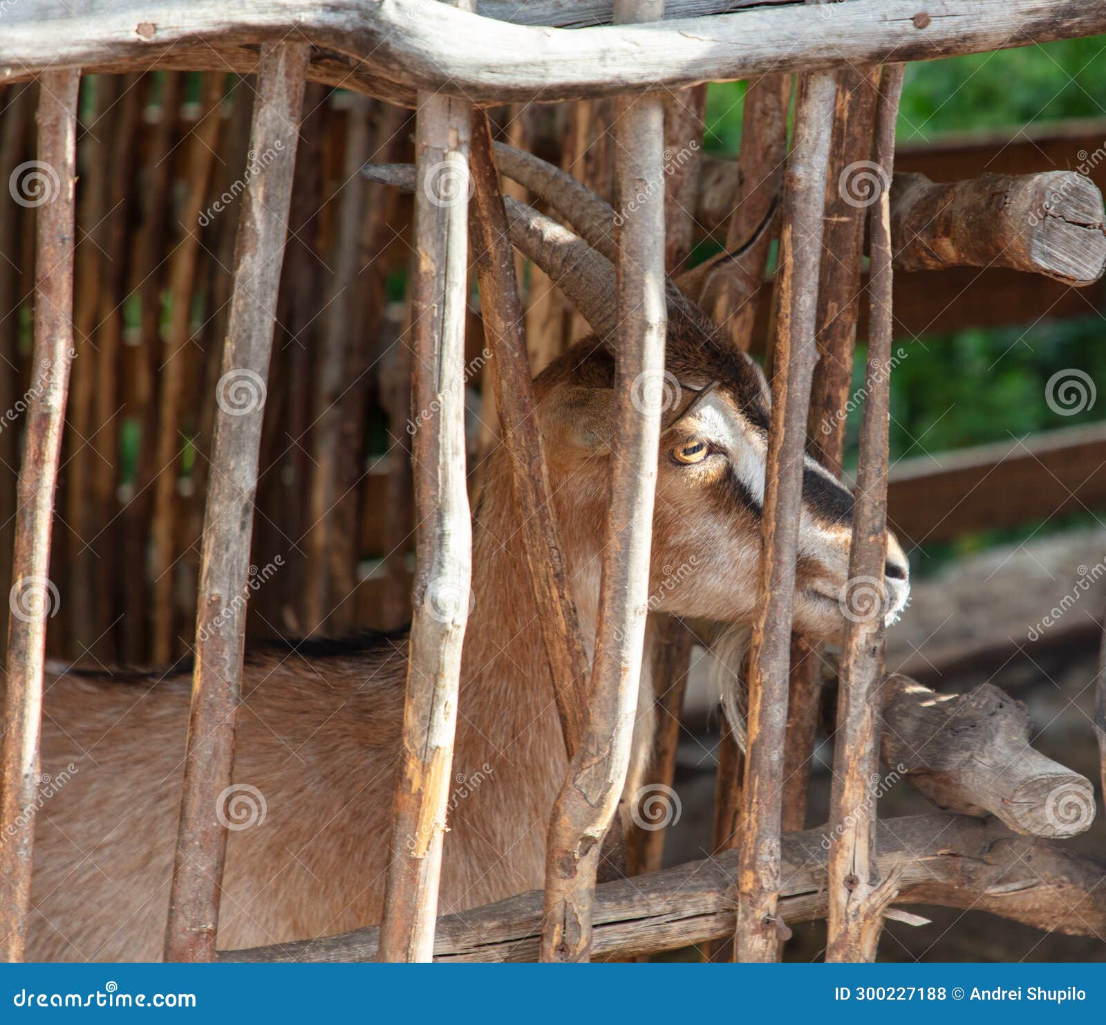 Portrait of a Goat in the Zoo Stock Photo - Image of field, cute: 300227188