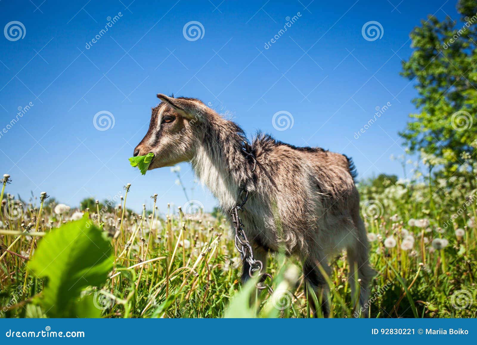 Portrait of a Goatling Chewing Stock Image - Image of domestic, brown ...