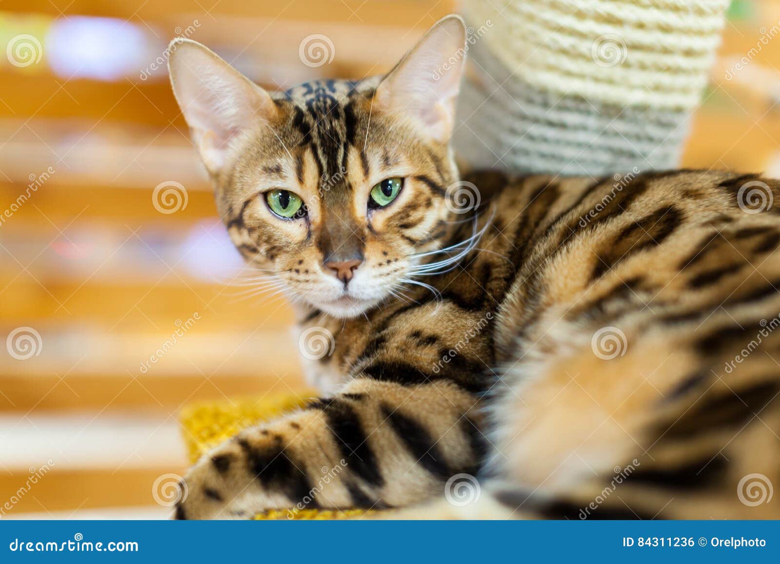 Portrait of a Gold Bengal Cat Stock Photo - Image of spot, tail: 84311236