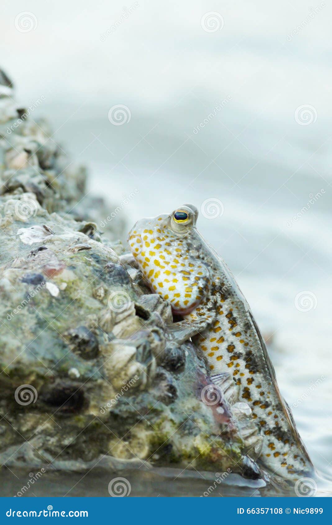 Portrait of a Gold Spotted Mud Skipper Stock Photo - Image of nature ...