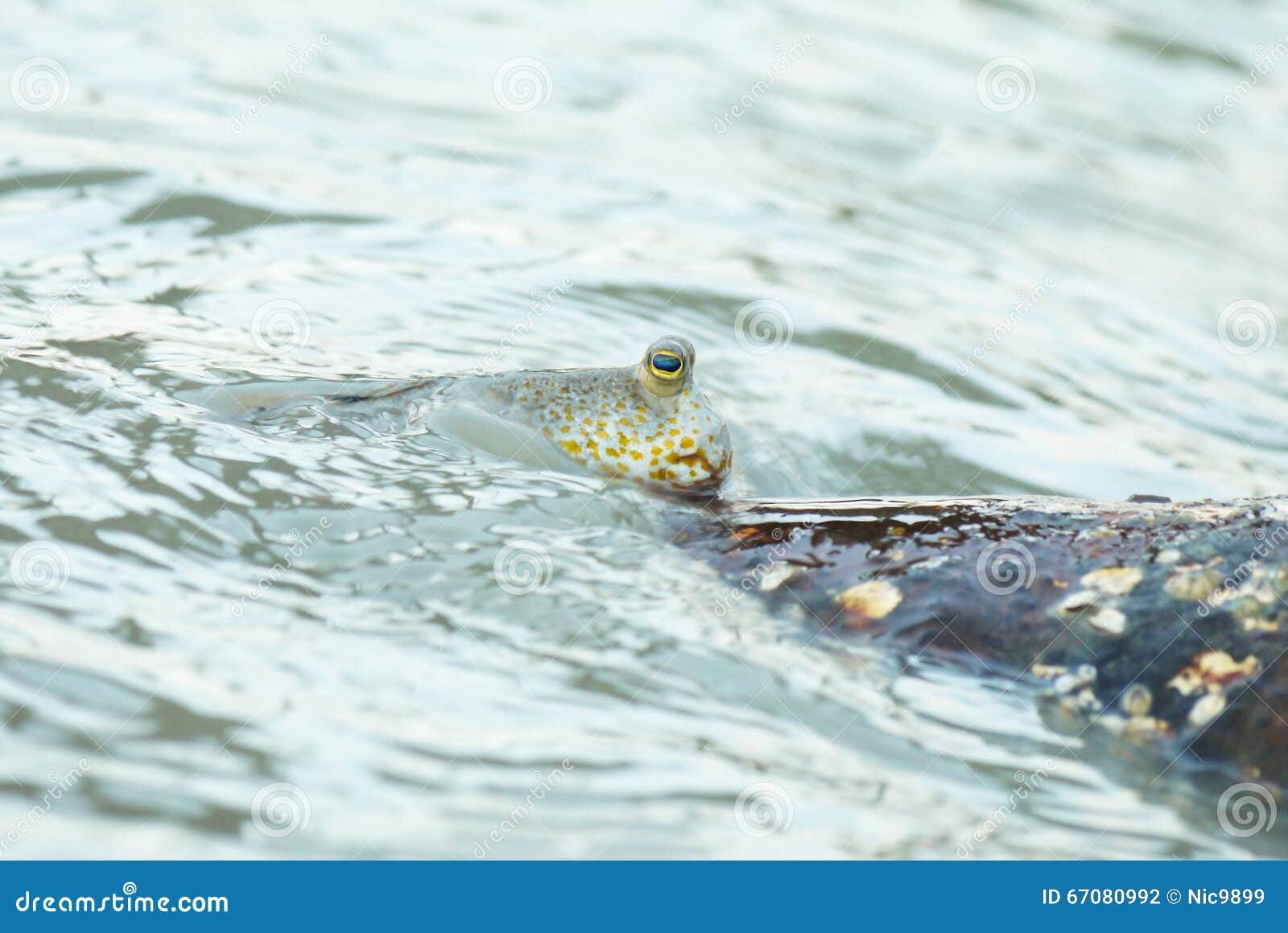 Portrait of a Gold Spotted Mud Skipper Stock Photo - Image of fauna ...