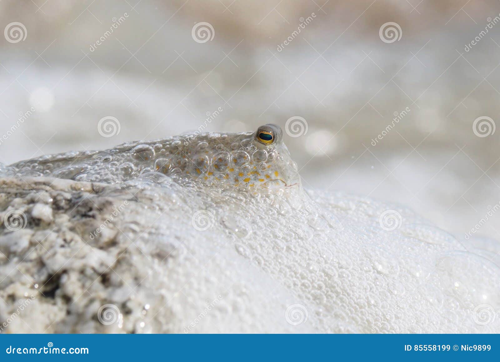 Portrait of a Gold Spotted Mud Skipper Stock Image - Image of natural ...