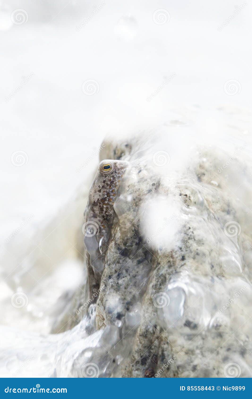 Portrait of a Gold Spotted Mud Skipper Stock Image - Image of isolated ...