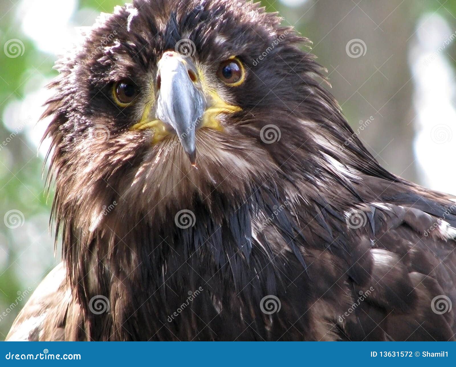 Portrait of a Golden Eagle stock photo. Image of hiking - 13631572