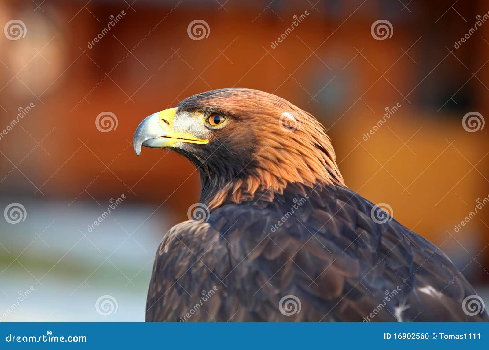 Portrait of a Golden Eagle stock photo. Image of bill - 16902560