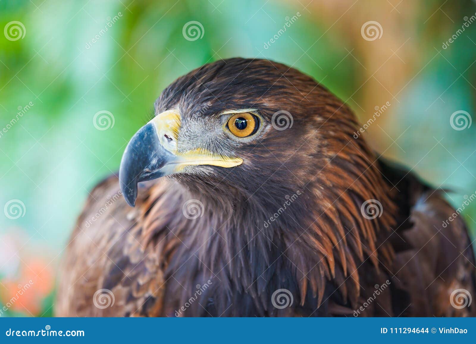 Portrait of Golden Eagle Close Up. Eagle Head Stock Photo - Image of ...