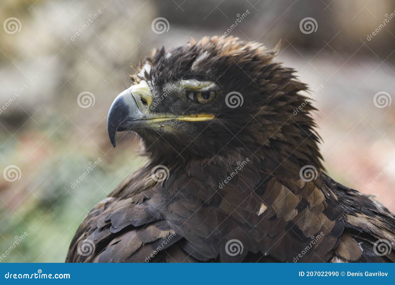 Portrait of a golden eagle stock photo. Image of beak - 207022990
