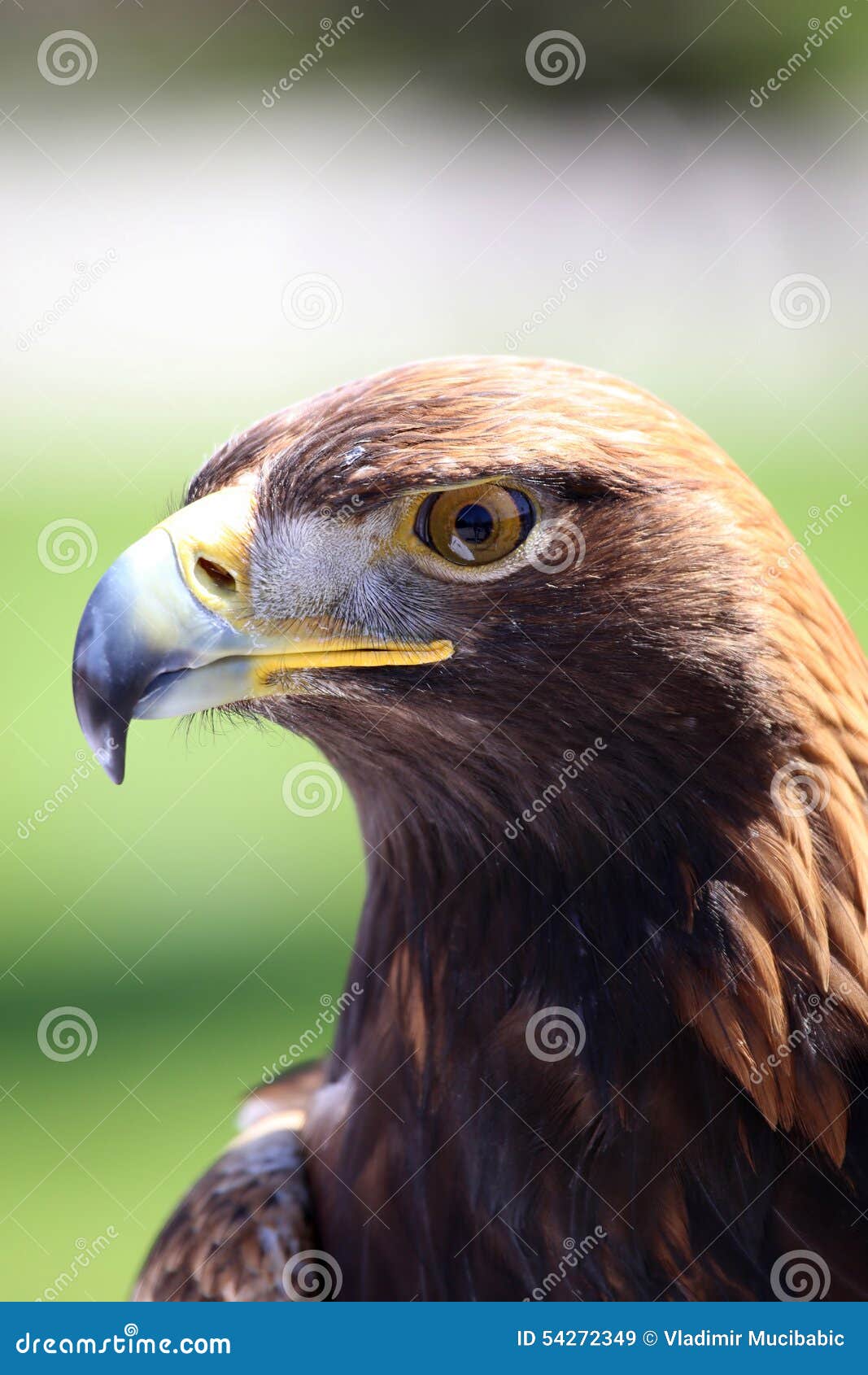 Portrait of an Golden Eagle Stock Image - Image of hunter, prey: 54272349