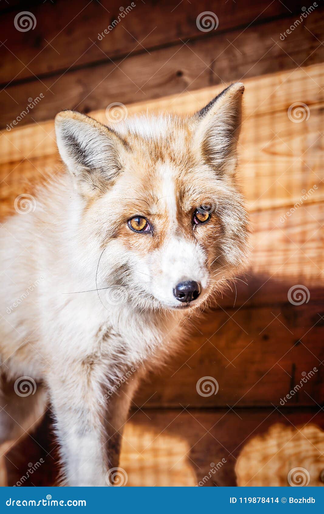 Portrait of golden fox stock photo. Image of living - 119878414